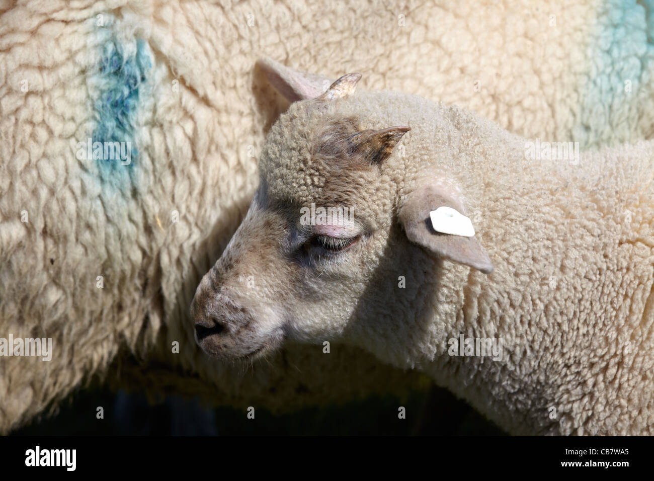 Portrait of a little lamb Stock Photo - Alamy