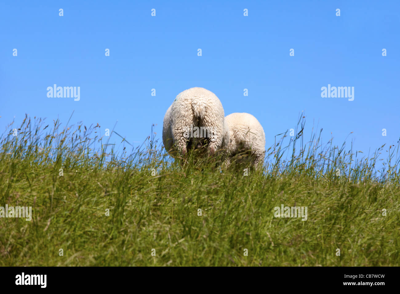 Behind The Small Lamb High Resolution Stock Photography and Images - Alamy