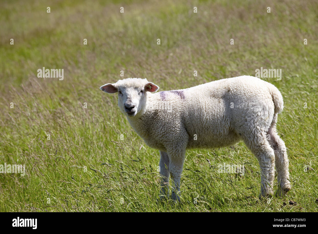 Portrait of a lamb on the green shown on the German North Sea coast ...