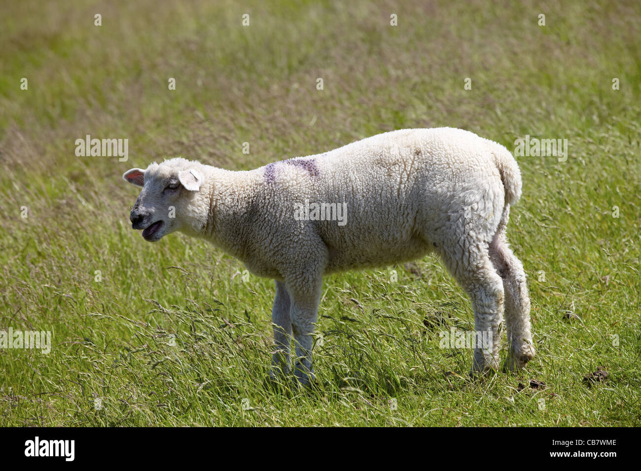 Portrait of a lamb on the green shown on the German North Sea coast ...