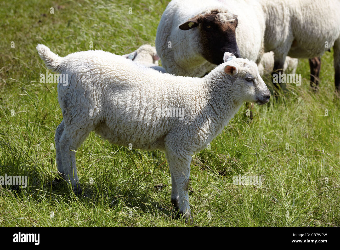 Portrait of a lamb on the green shown on the German North Sea coast ...