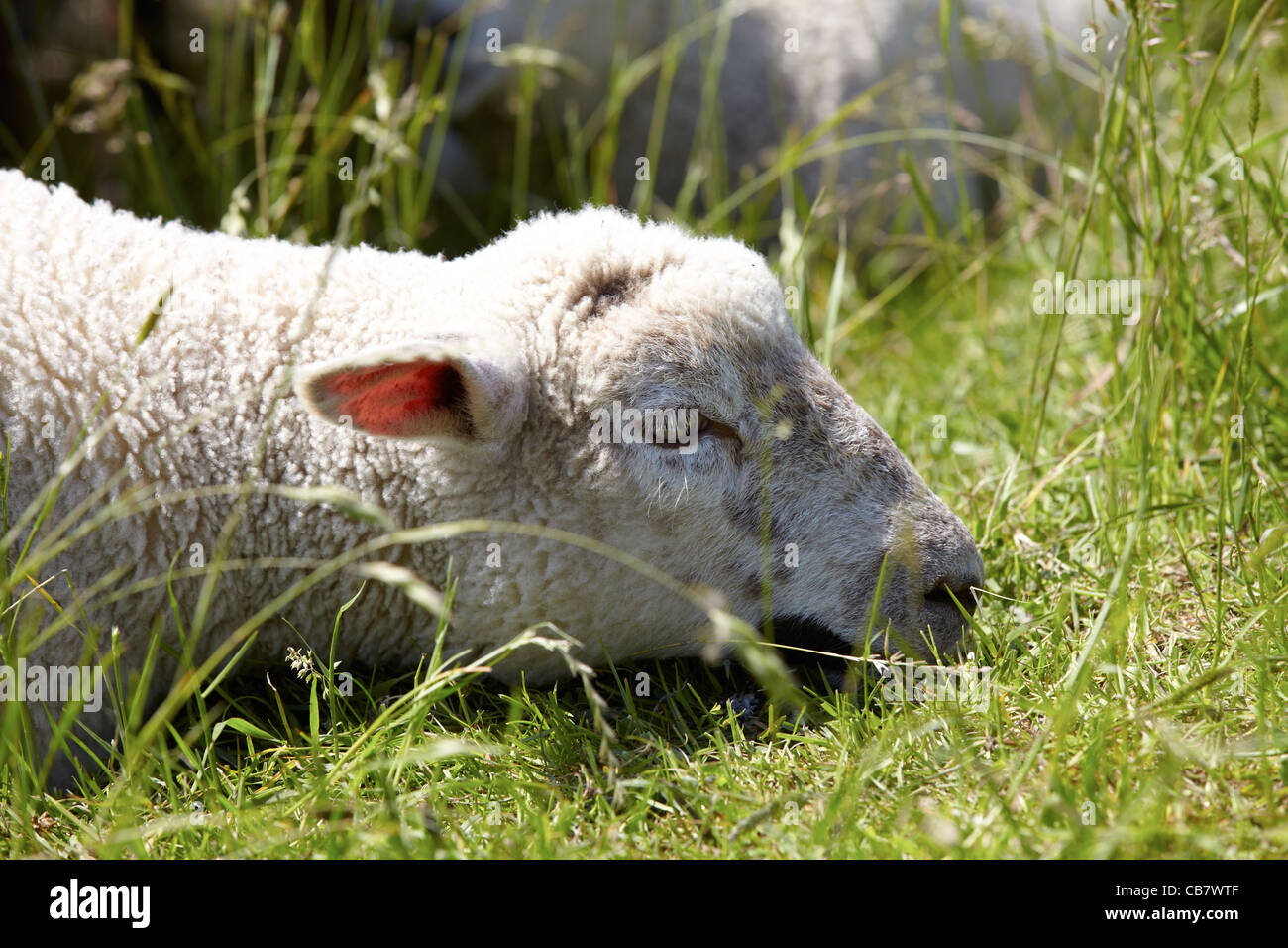 Portrait of a young sheep Stock Photo - Alamy