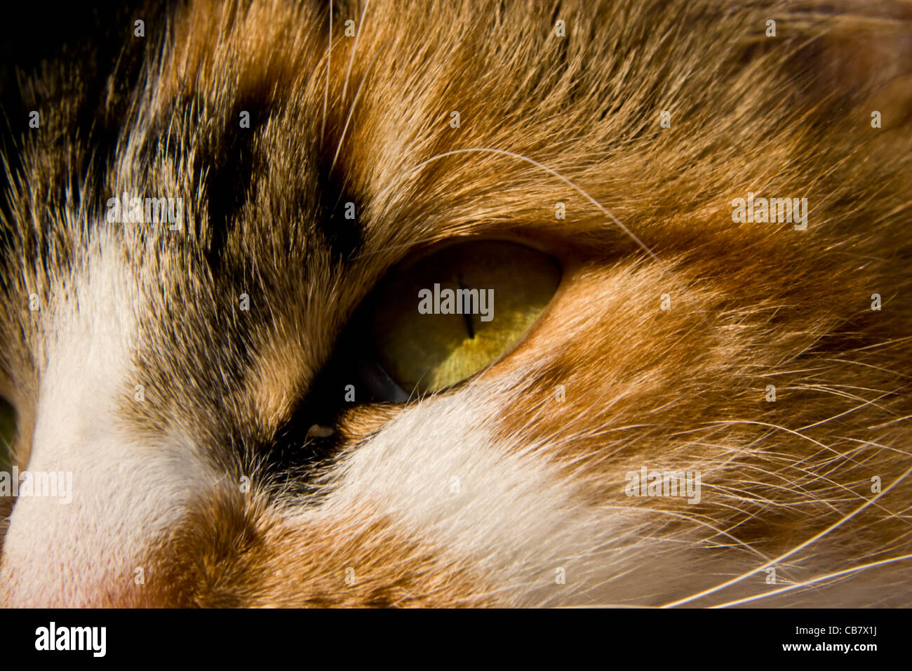 Cats eye close up hi-res stock photography and images - Alamy