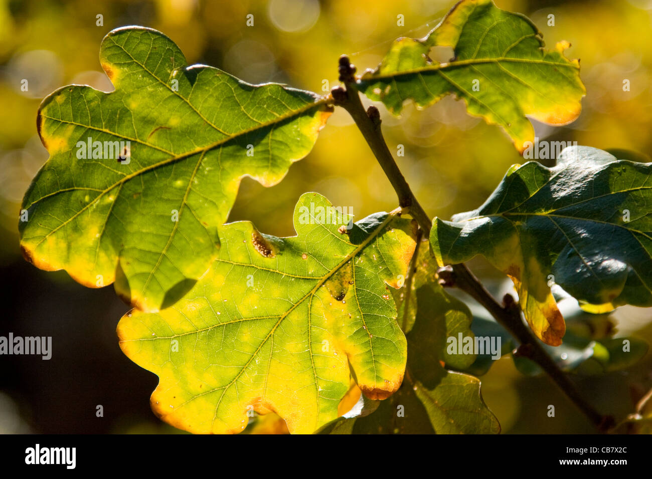 Backlit oak tree hi-res stock photography and images - Alamy