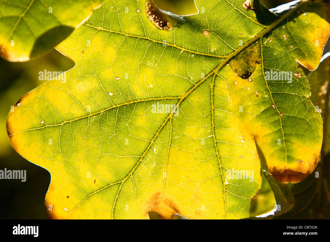 Oak tree leaf colour hi-res stock photography and images - Alamy