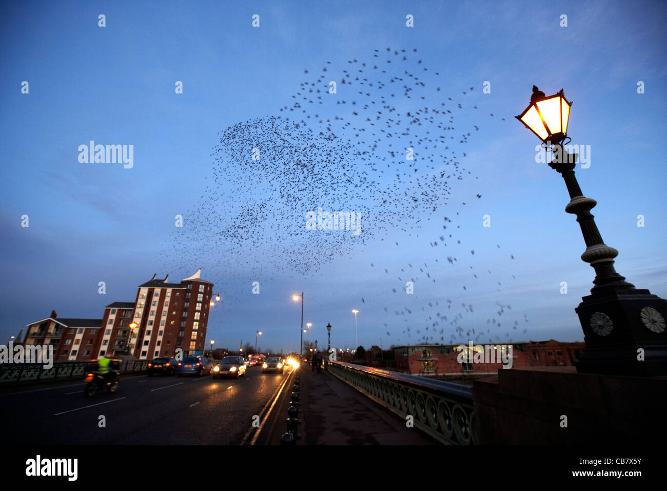 flock of starlings flying in murmuration over lamp on albert bridge ...