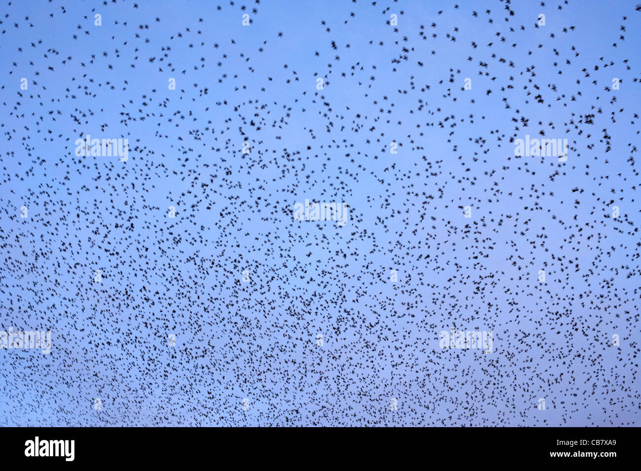flock of starlings flying in murmuration over belfast northern ireland ...