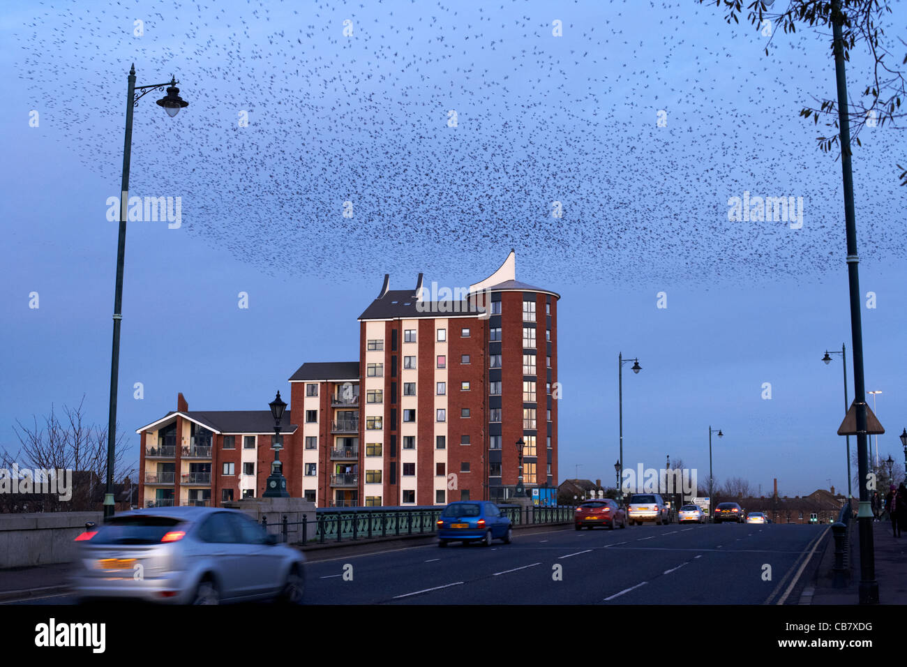 flock of starlings flying in murmuration over apartments and albert ...