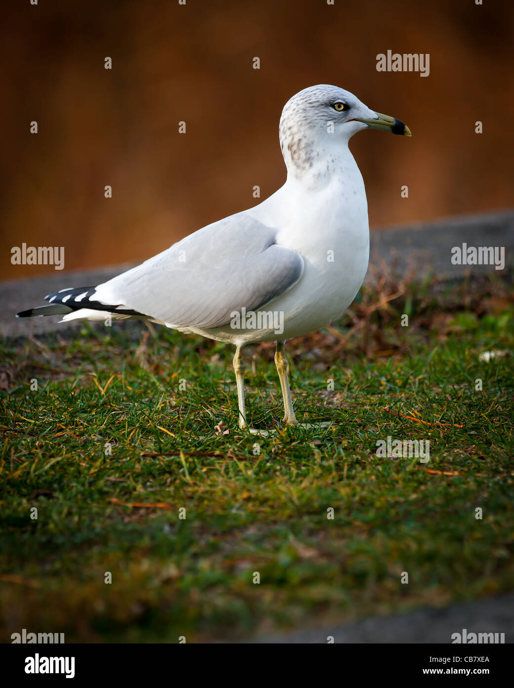 L canus hi-res stock photography and images - Alamy