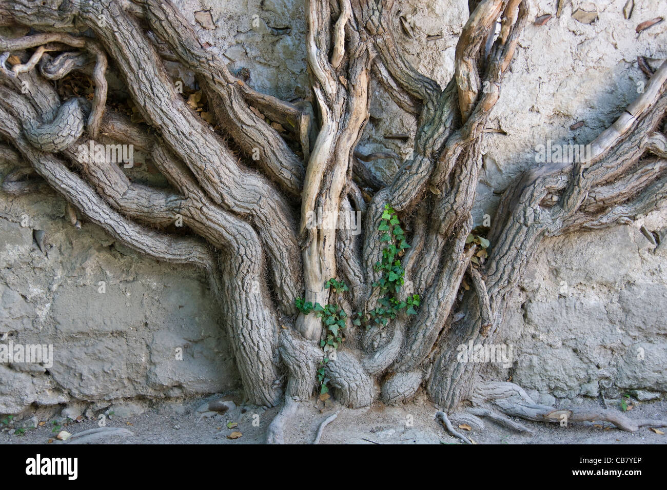 Old root with wall, Ukraine Stock Photo - Alamy
