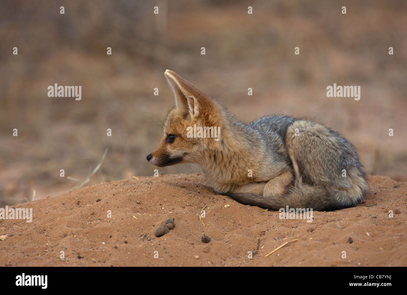 cape fox young alert Stock Photo - Alamy