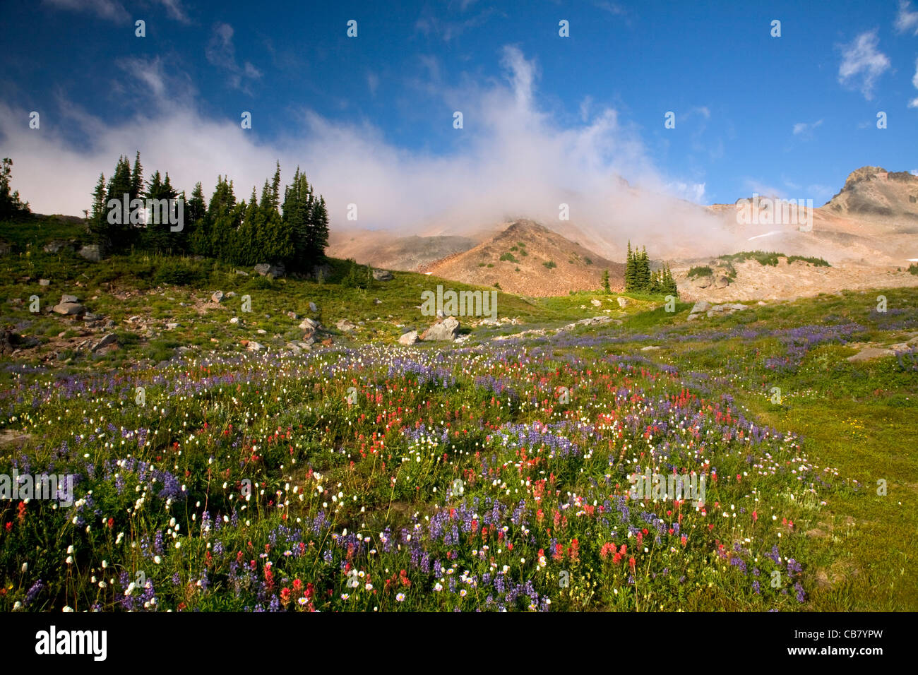 Goat rocks hi-res stock photography and images - Alamy