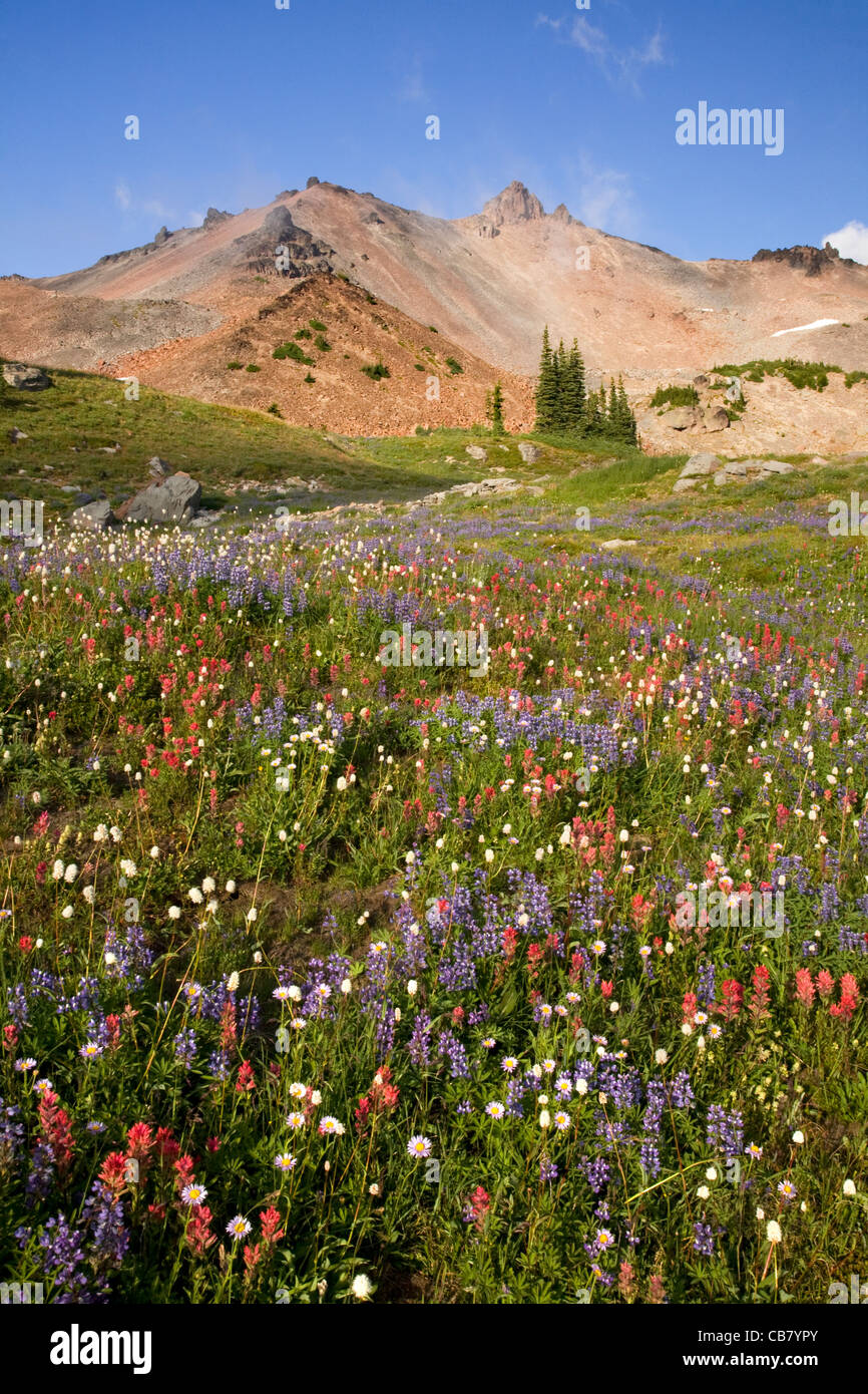 WASHINGTON - Flower covered meadow below the Goat Rocks in the Goat ...