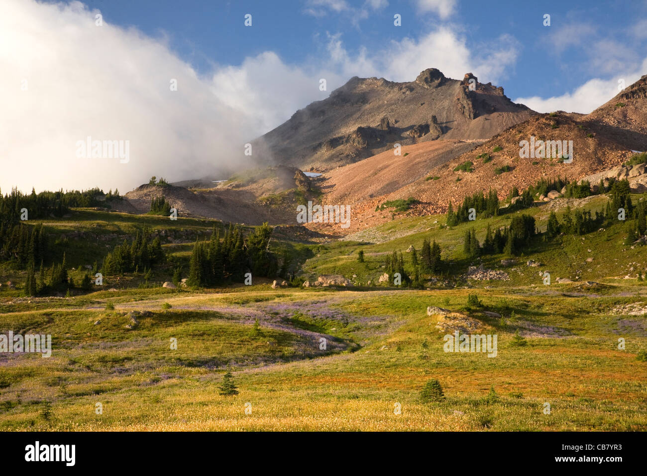 WASHINGTON - Flower covered meadow below the summits of the Goat Rocks ...