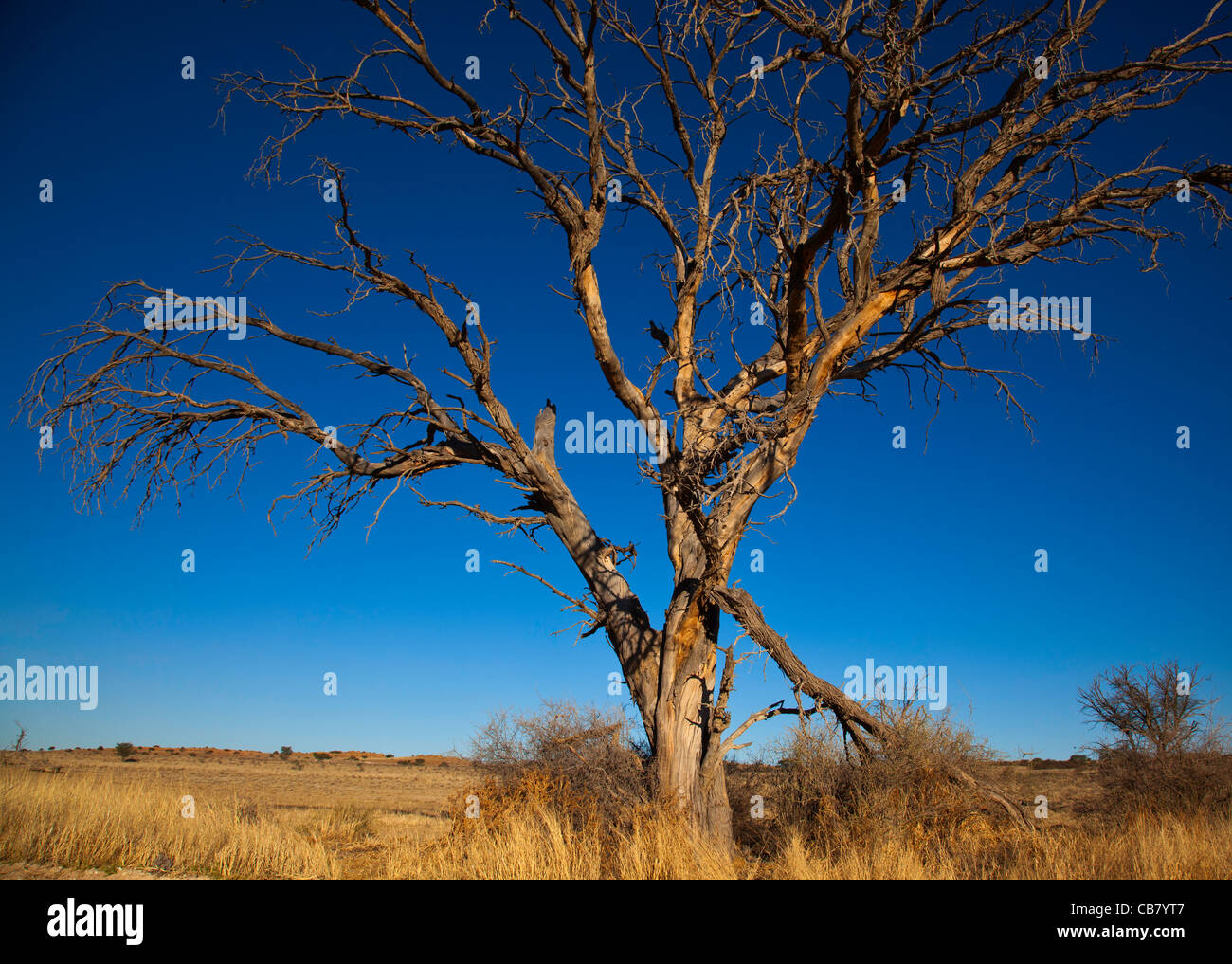 Desert landscape dead tree sunset hi-res stock photography and images ...