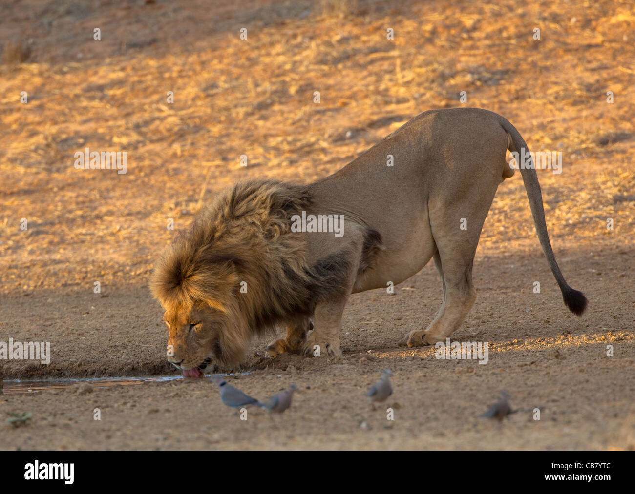Male lion red mane hi-res stock photography and images - Alamy