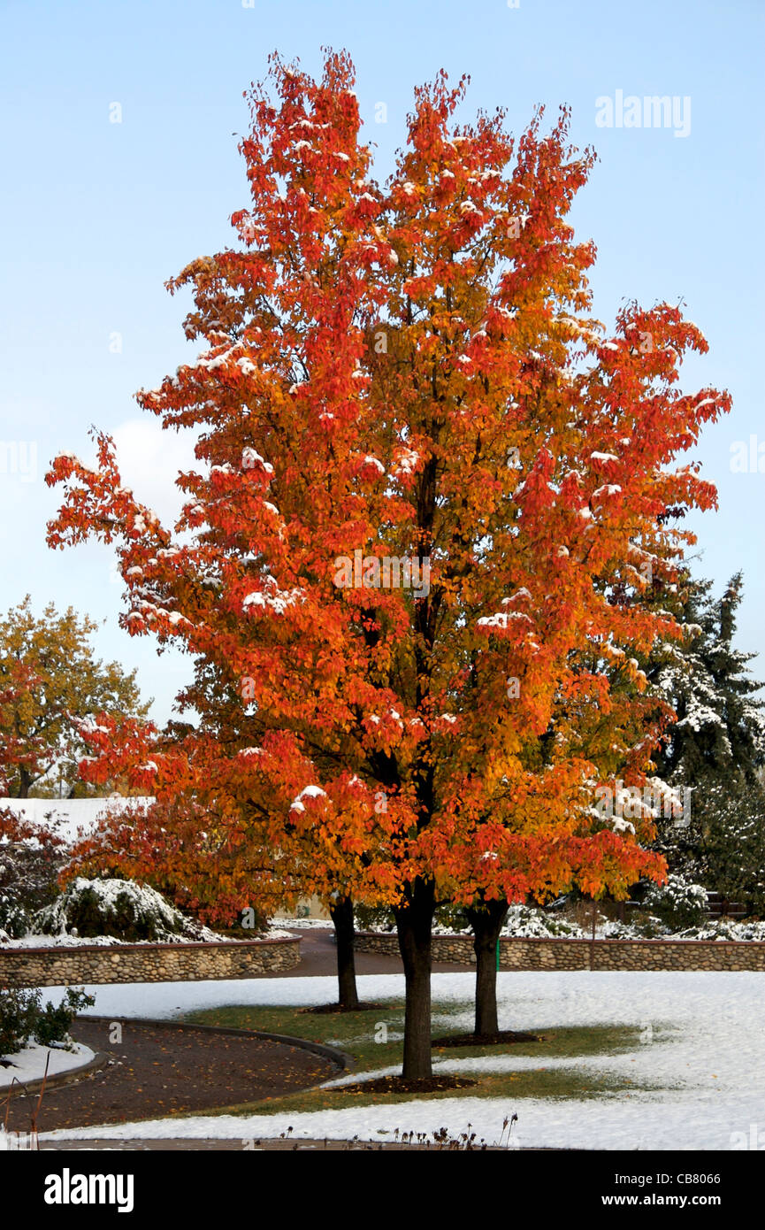 First Fall Of Snow High Resolution Stock Photography and Images - Alamy