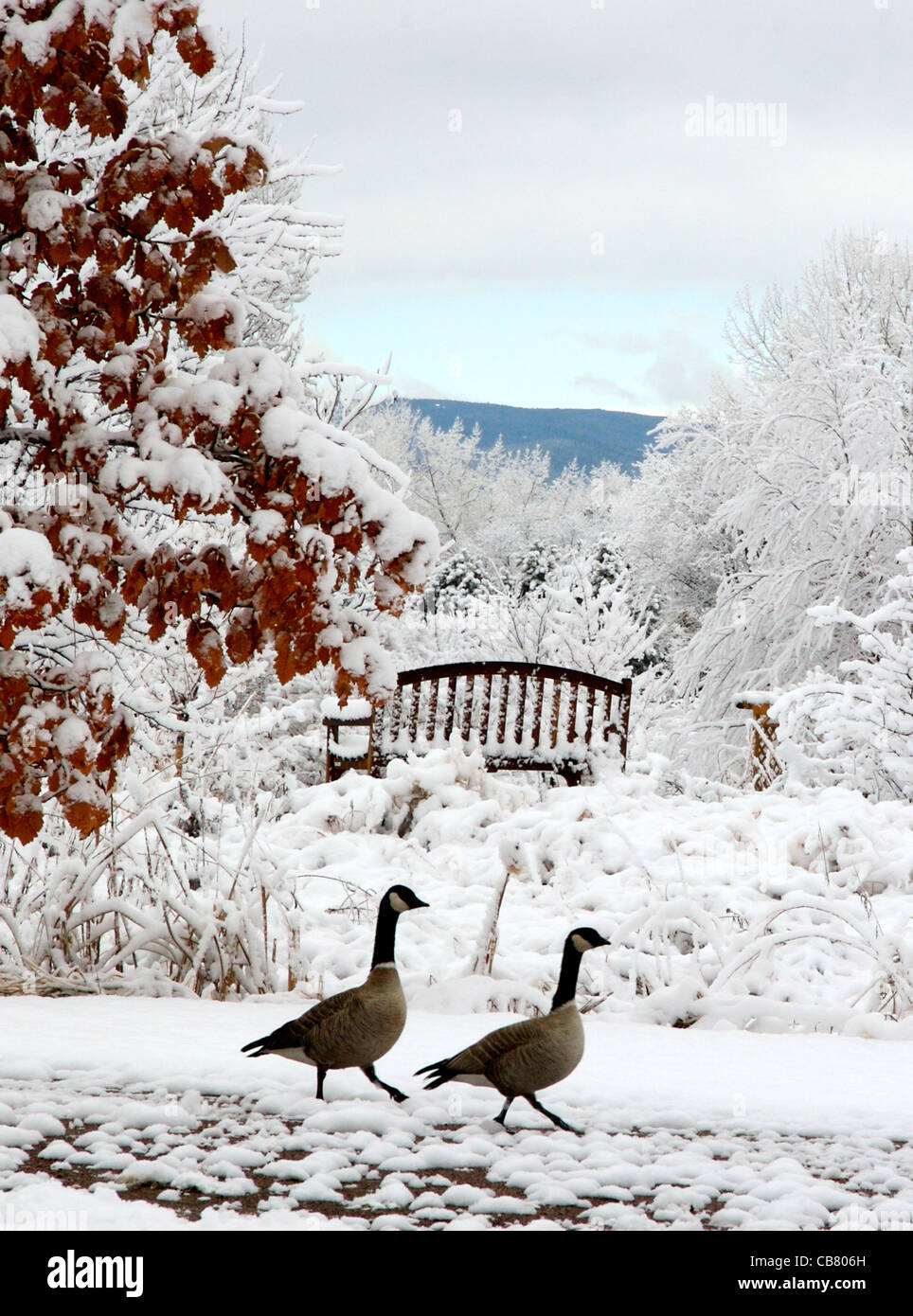 Geese strutting through the winter garden Stock Photo - Alamy
