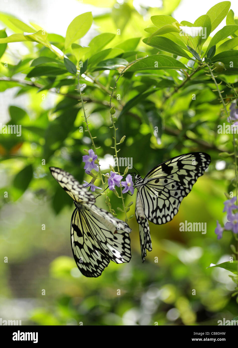 The Paper Kite, Rice Paper, or Large Tree Nymph butterfly (Idea ...