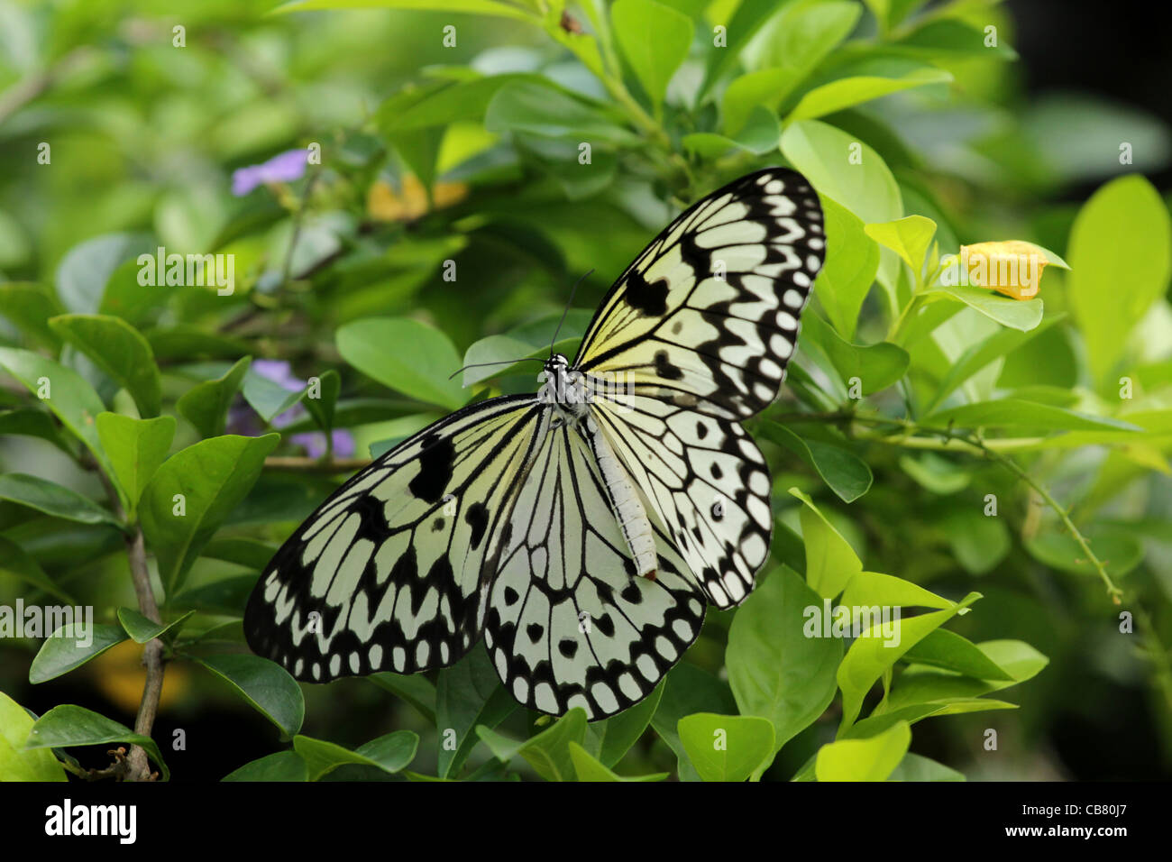 The Paper Kite, Rice Paper, or Large Tree Nymph butterfly (Idea ...