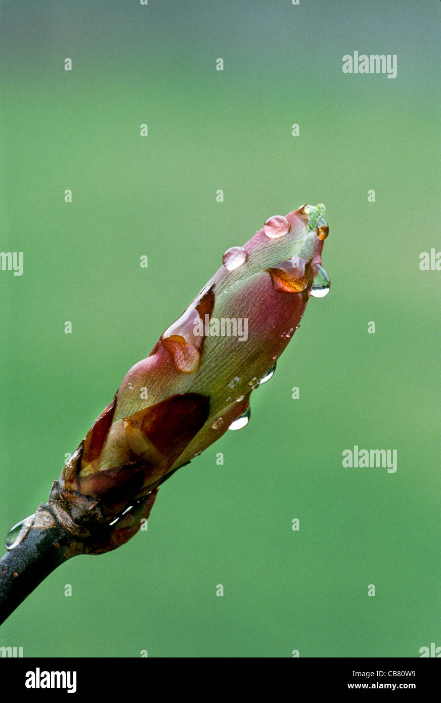 Spring dew on Ohio Buckeye bud (Aesculus glabra) - 4 in series ...