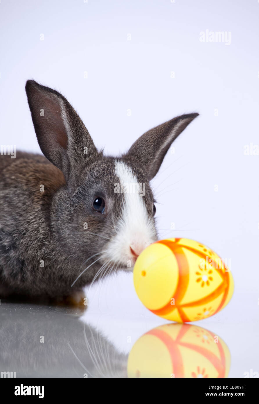 Rabbit egg hi-res stock photography and images - Alamy