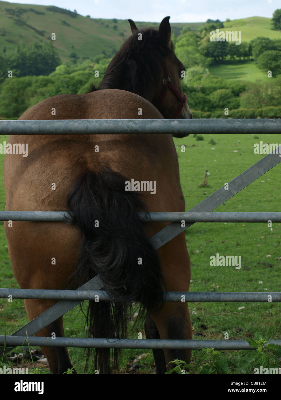 Horse rear end hi-res stock photography and images - Alamy