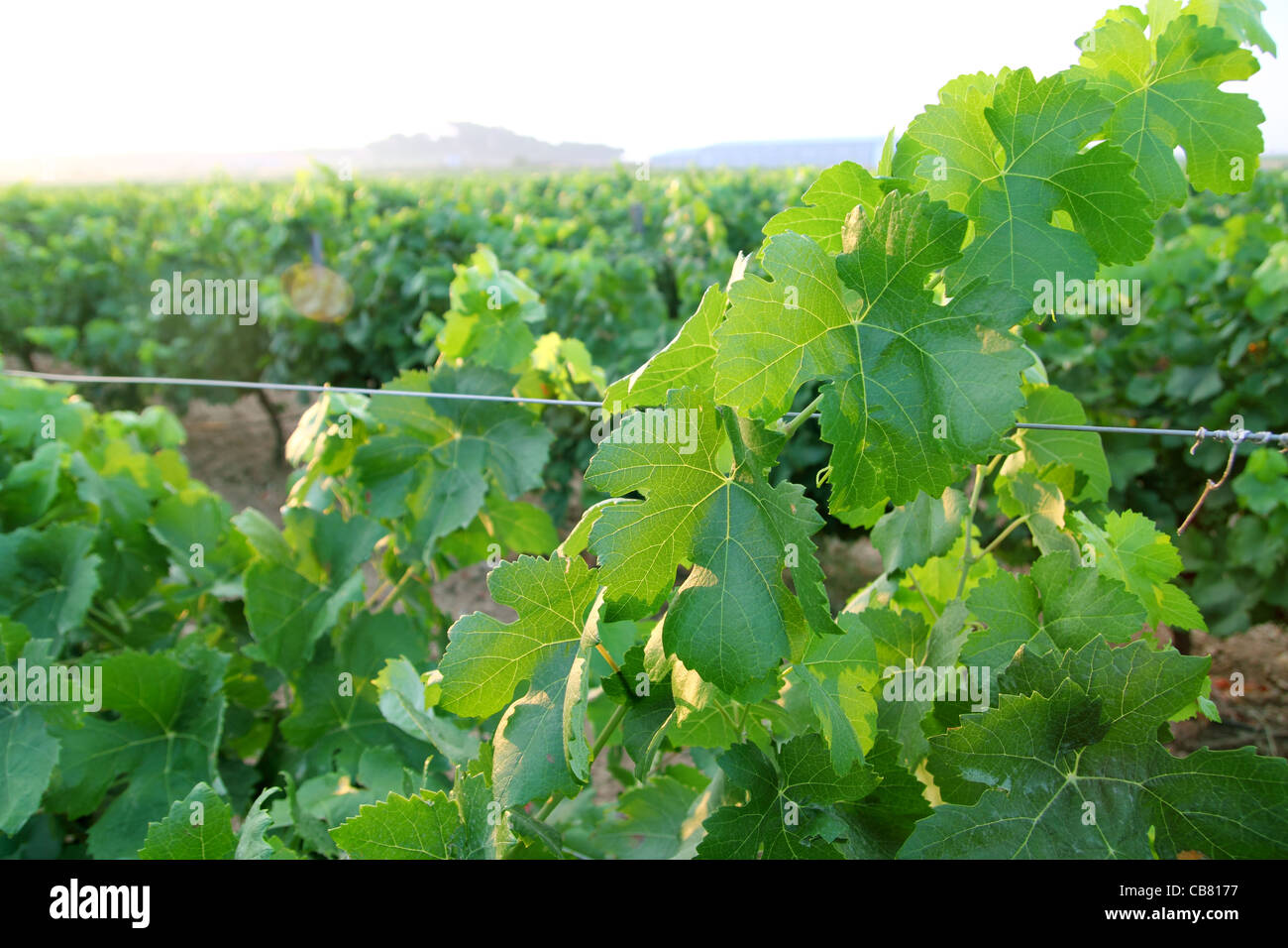 green grapefruit vineyard grapes in mediterranean Spain field Stock ...