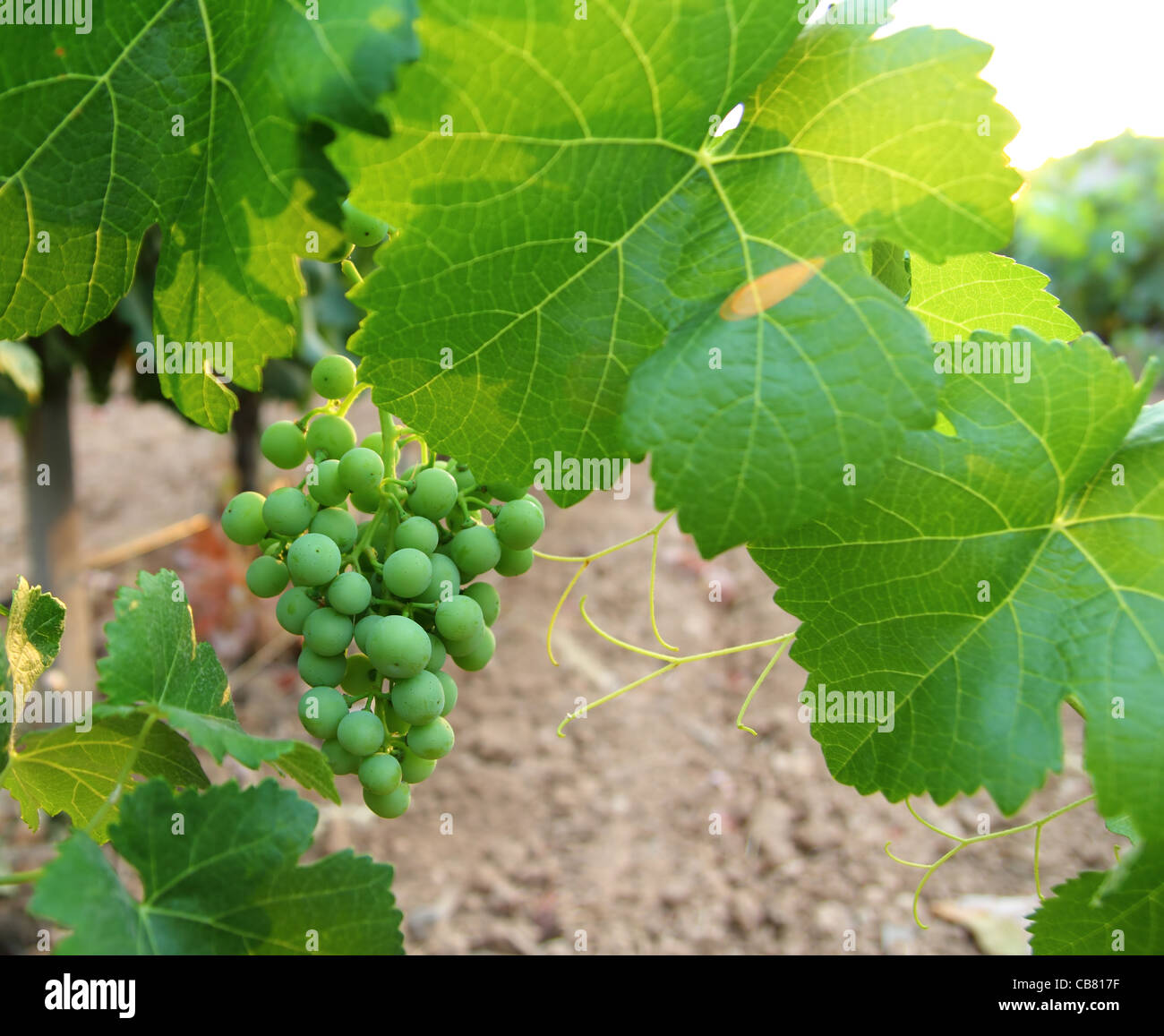 green grapefruit vineyard grapes in mediterranean Spain field Stock ...