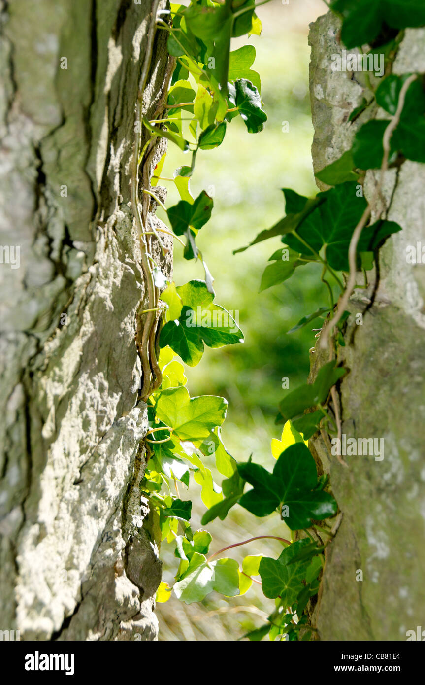 Folly tower in Coed Twr Vaynol Estate Stock Photo - Alamy