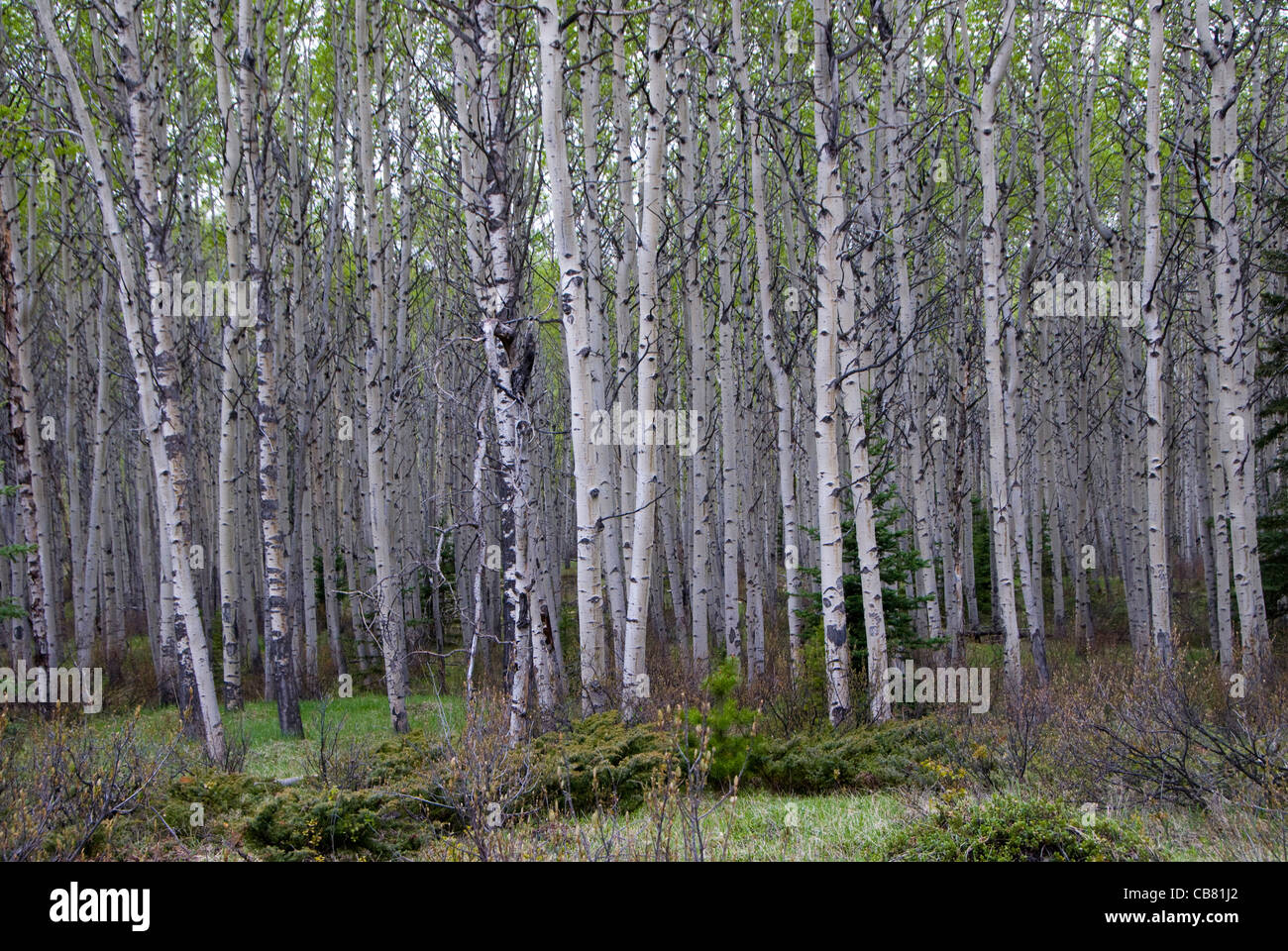 Aspen trees near Pyramid Lake, Jasper, Alberta, Canada Stock Photo - Alamy