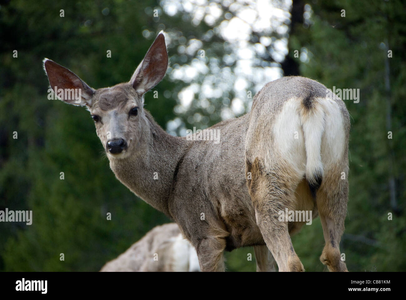 White tailed deer, Jasper, Alberta, Canada Stock Photo - Alamy
