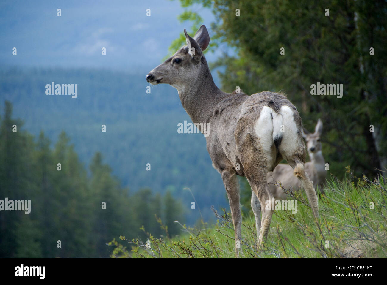 White tailed deer, Jasper, Alberta, Canada Stock Photo - Alamy