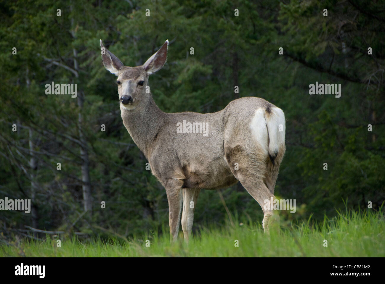 White tailed deer, Jasper, Alberta, Canada Stock Photo - Alamy