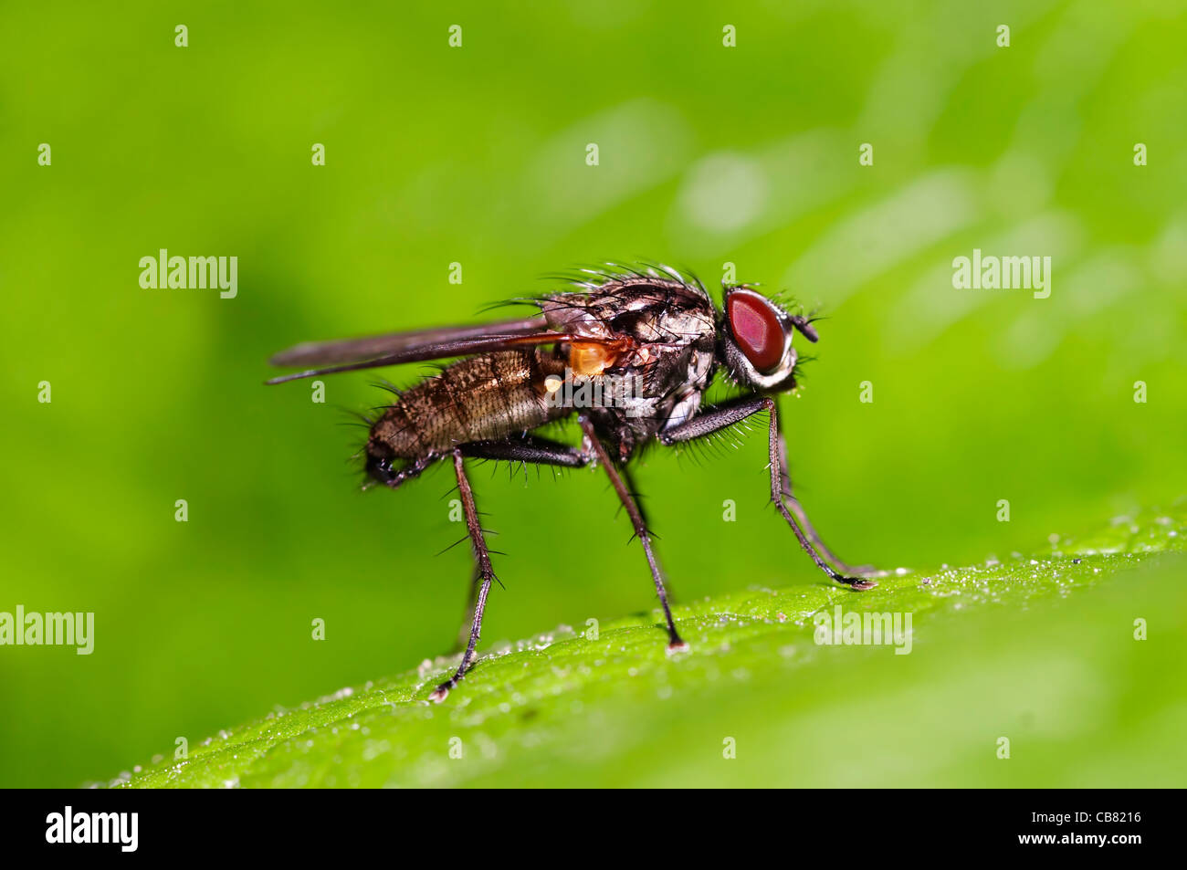fly on the leaf Stock Photo - Alamy
