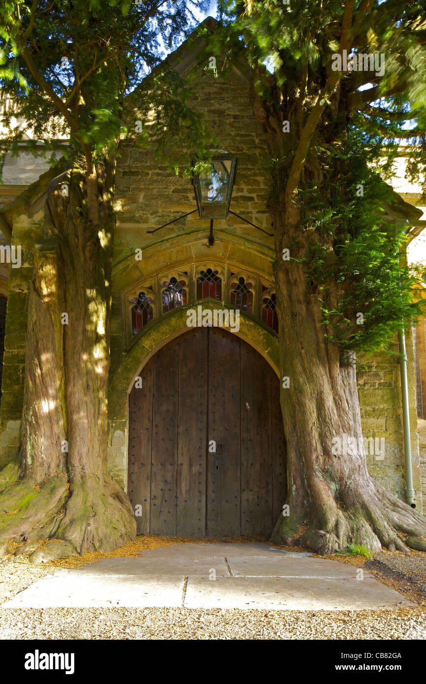 Trees yew hi-res stock photography and images - Alamy