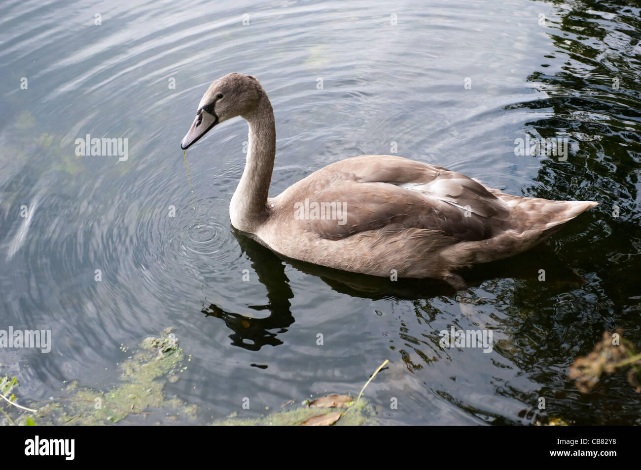 Feeding swan hi-res stock photography and images - Alamy