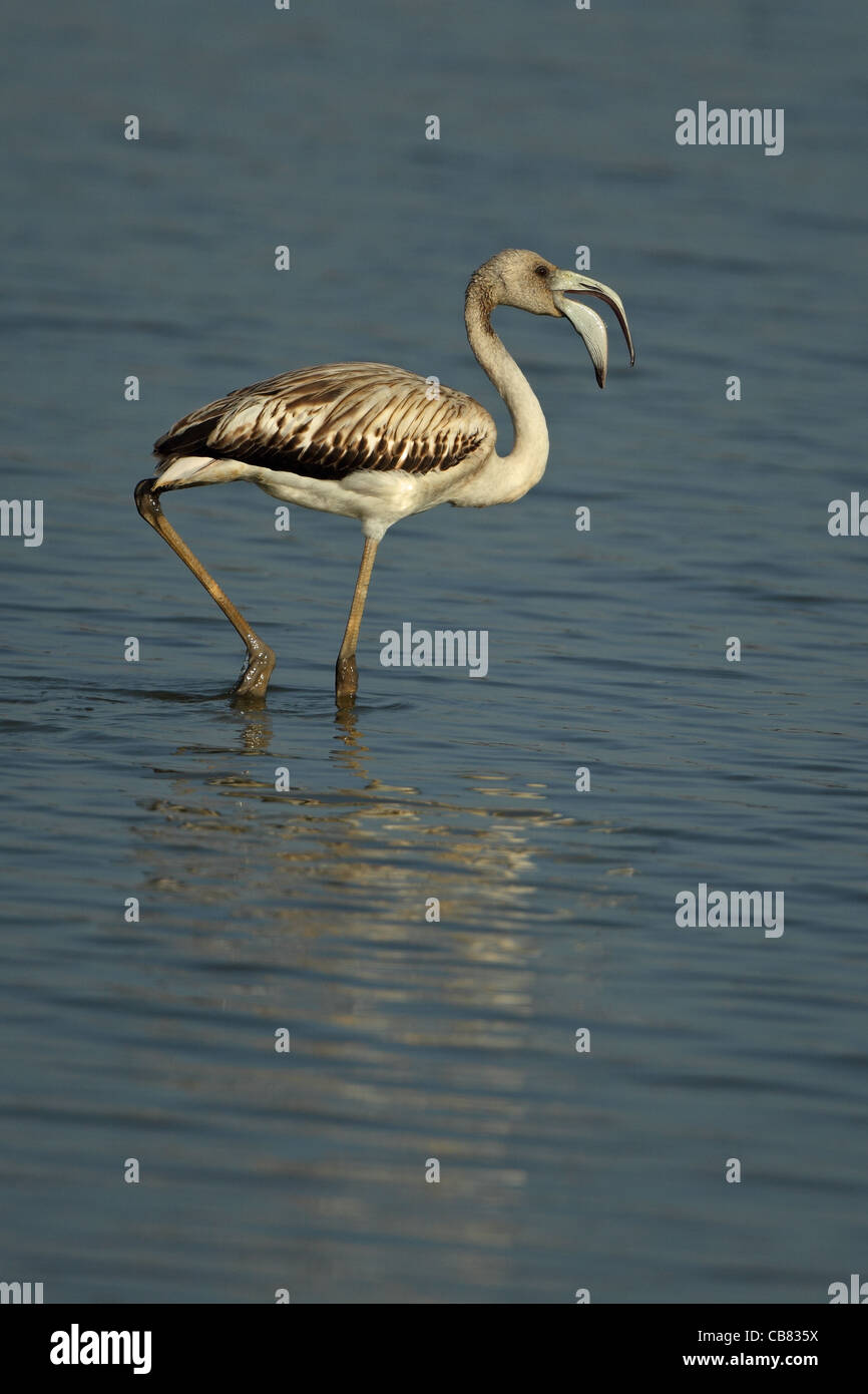 Greater Flamingo (Phoenicopteriformes ruber Stock Photo - Alamy