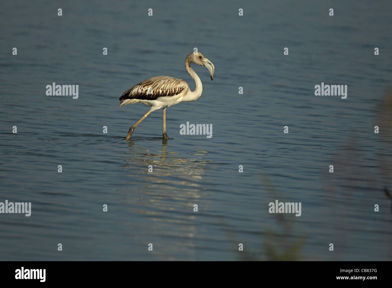 Phoenicopteriformes hi-res stock photography and images - Alamy