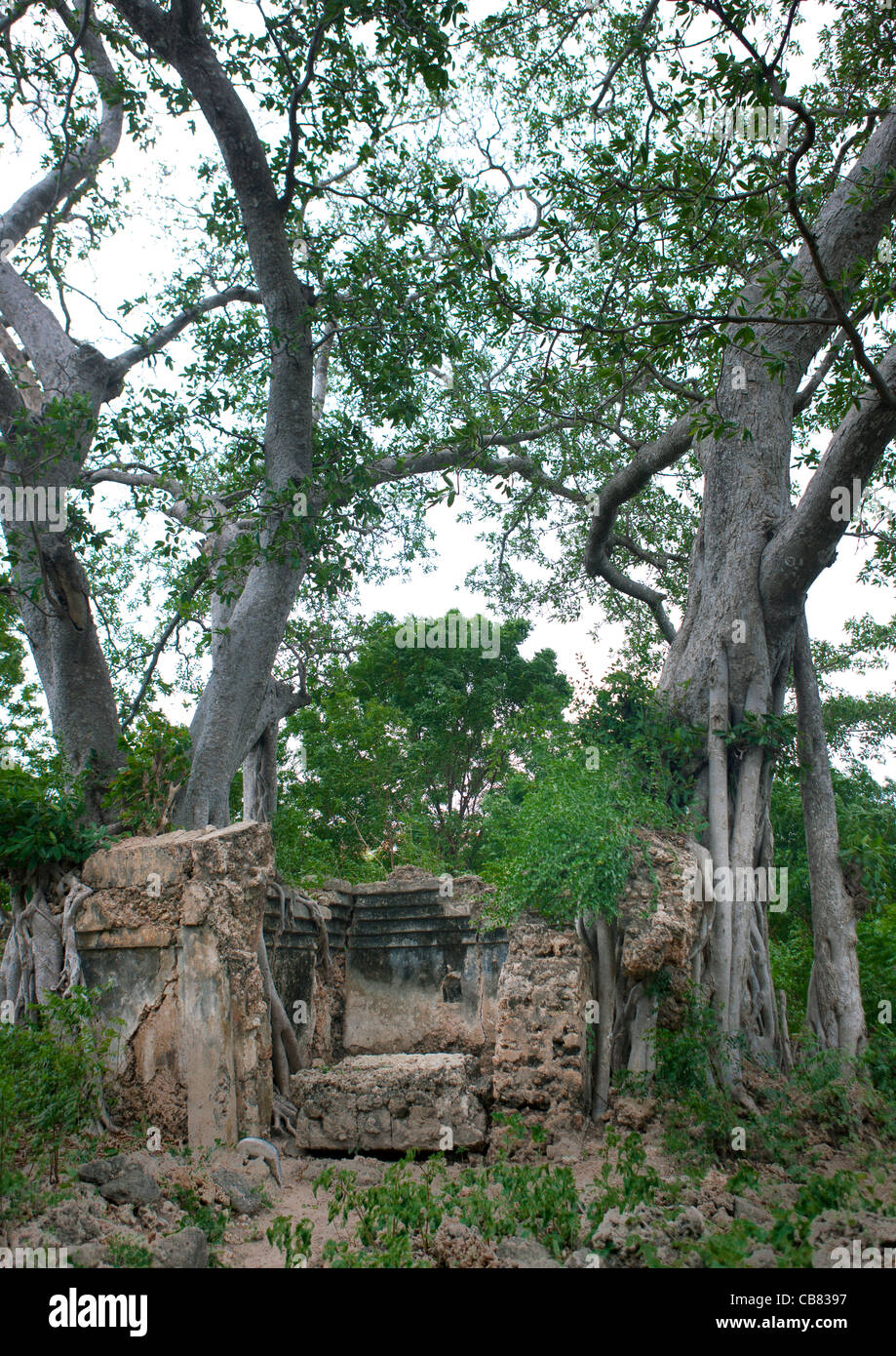Ruin, Among The Trees, Pate Island, Lamu, Kenya Stock Photo - Alamy