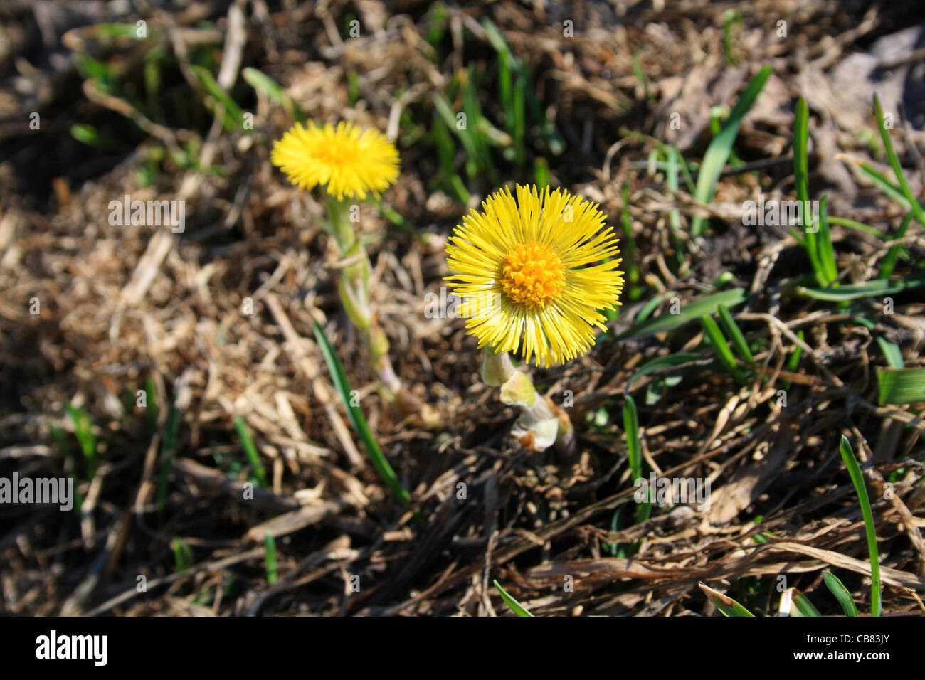 The first flower in the spring Stock Photo - Alamy