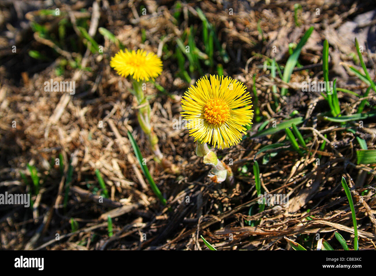 The first flower in the spring Stock Photo - Alamy