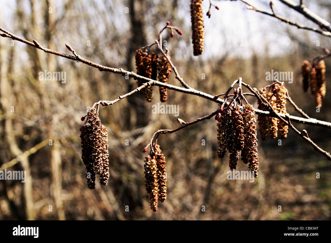 Branch of a birch Stock Photo - Alamy