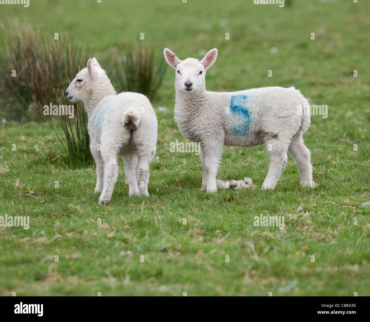 2 lambs in a field Stock Photo - Alamy