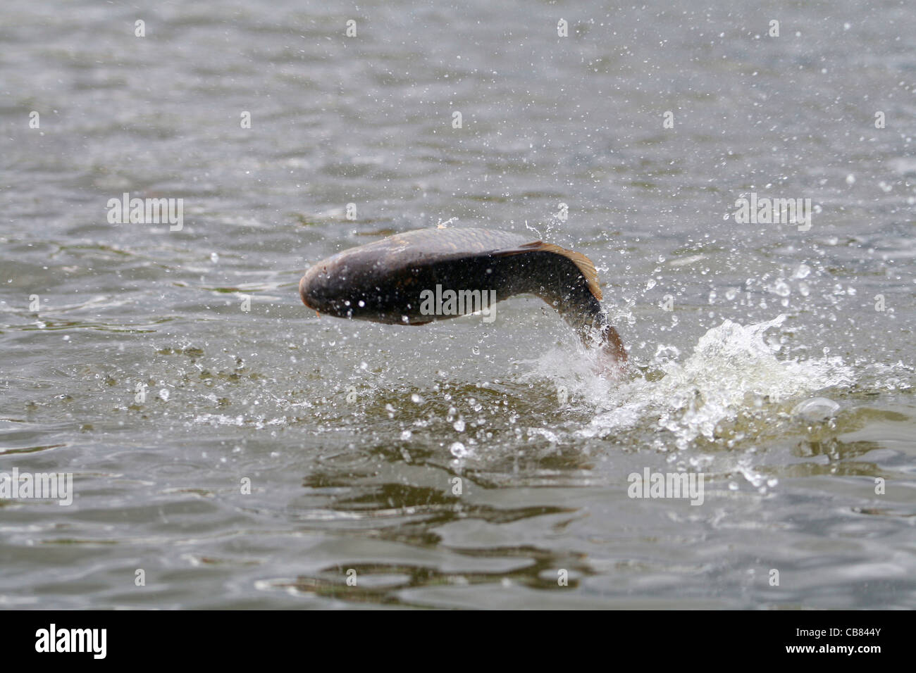 common carp (Cyprinus carpio), fish, carp, pond, water (CTK Photo ...