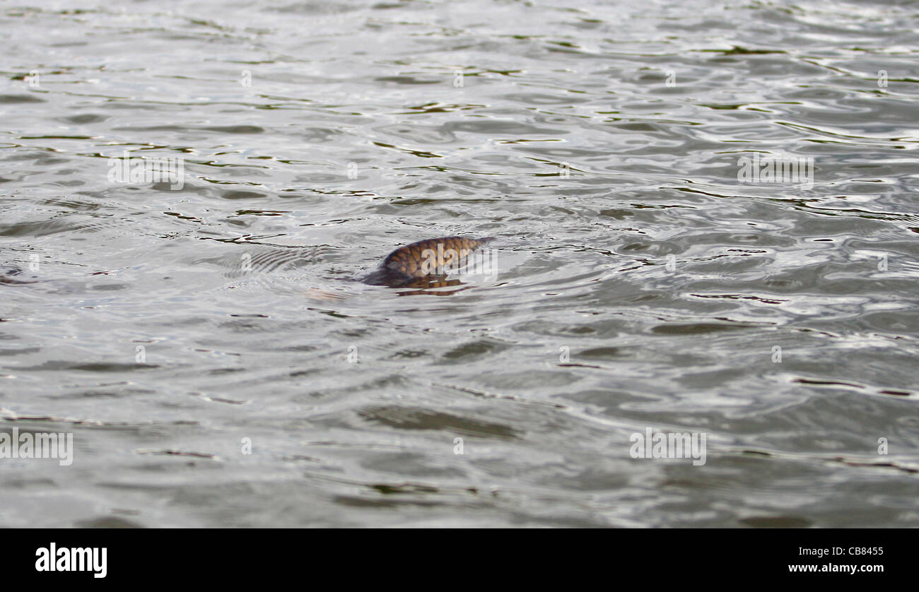common carp (Cyprinus carpio), fish, carp, pond, water (CTK Photo ...