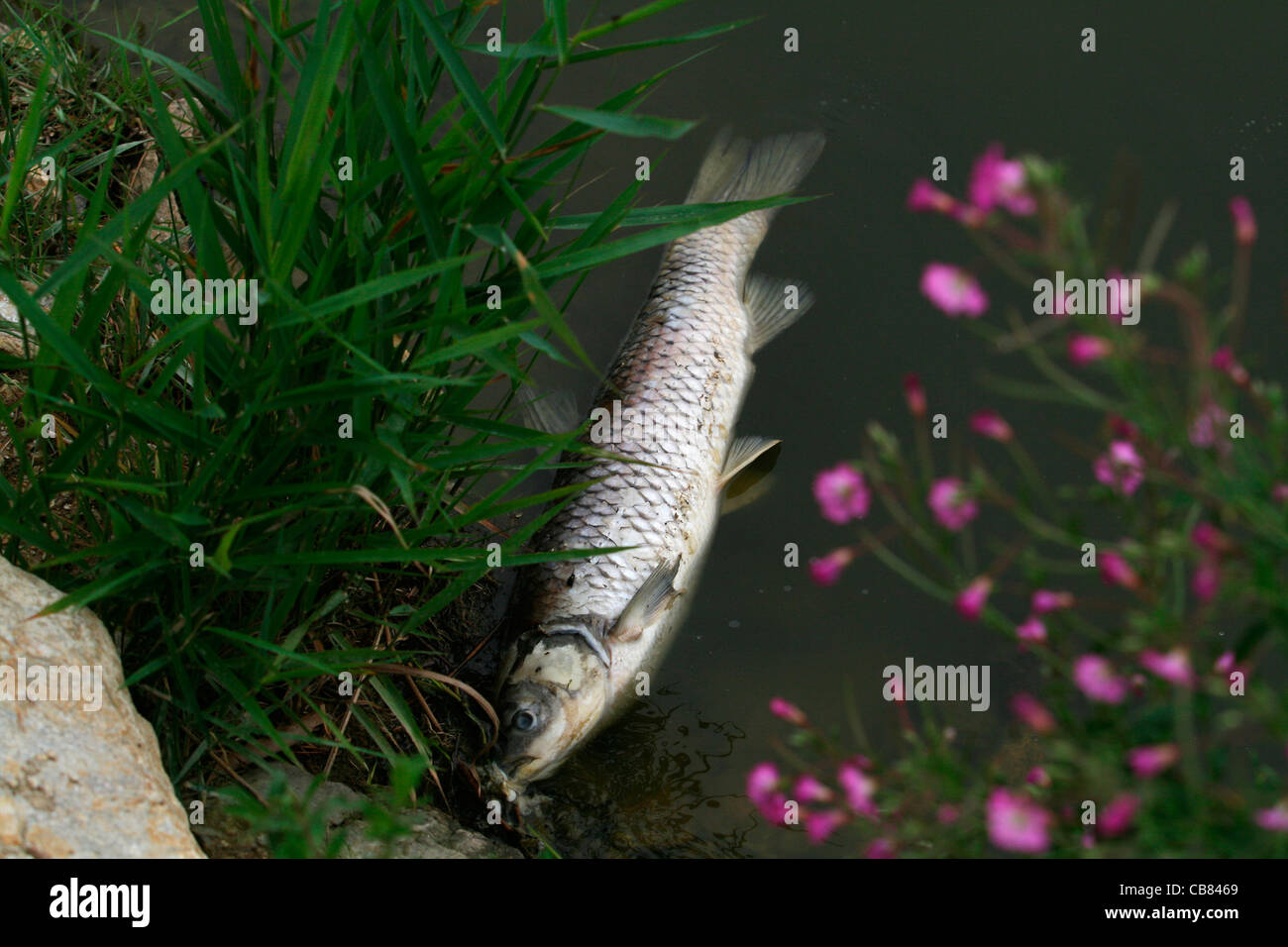 Grass carp (Ctenopharyngodon idella), fish, carp, pond, water, dead ...