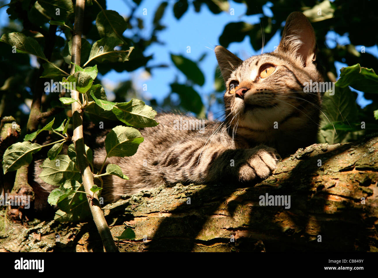 domestic cat, house, animal (CTK Photo/Marketa Hofmanova Stock Photo ...