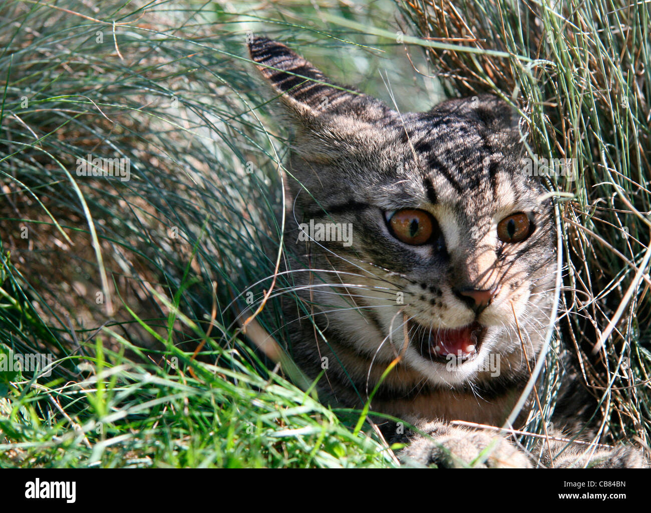 domestic cat, house, animal (CTK Photo/Marketa Hofmanova Stock Photo ...