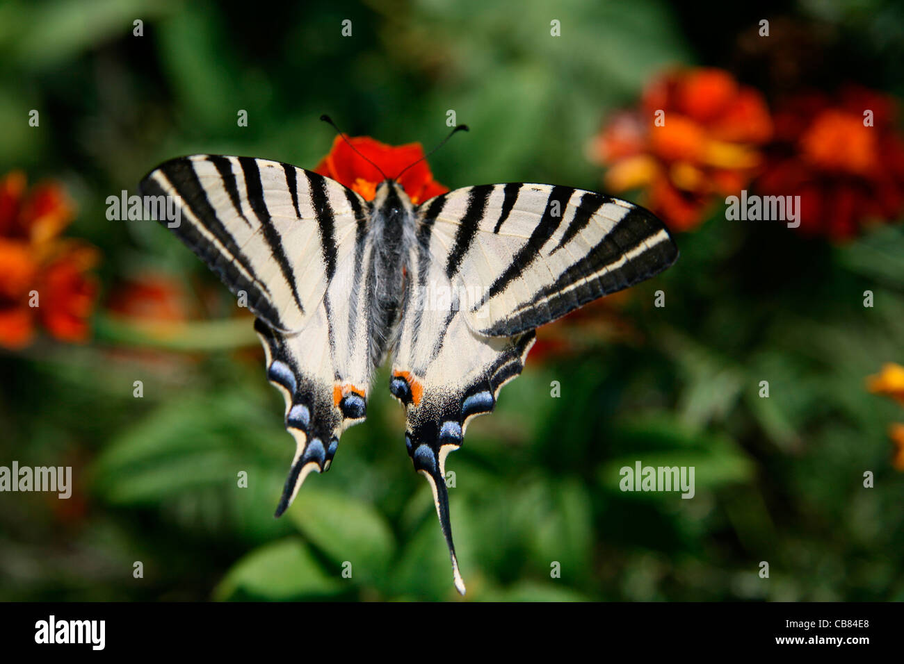 Corfu (Kerkyra), butterfly, flowers, plants, insect, (Papilio machaon ...